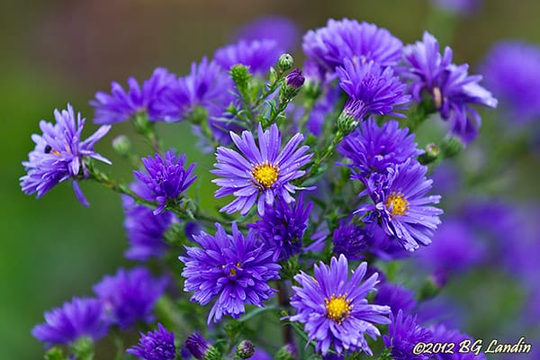 Blå blombukett | bg photo